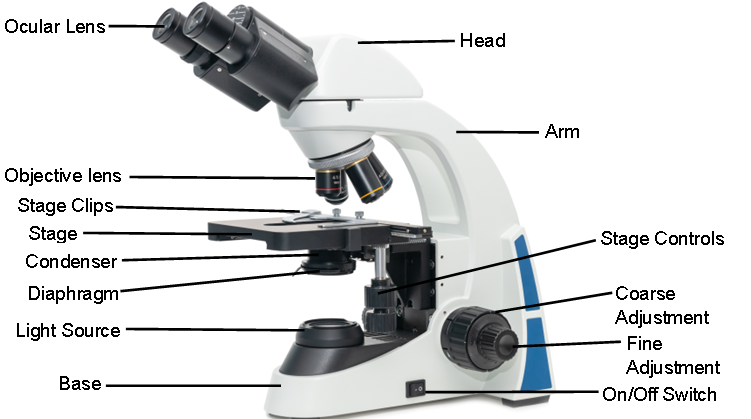 Image of a microscope with the following parts labeled. From top left, clockwise, the parts are ...